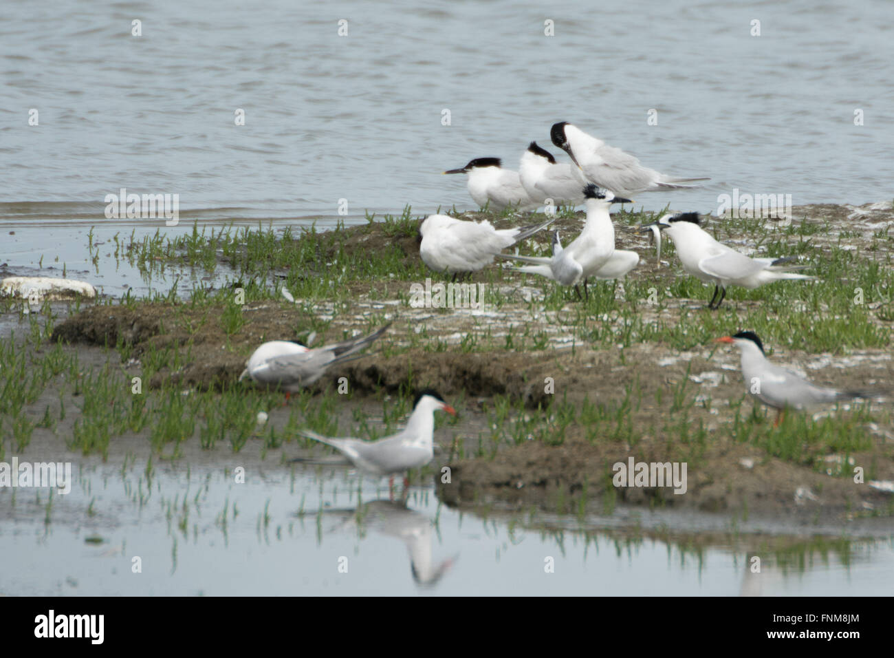 Common tern bird animal nature wild feeding wings tern hi-res stock ...