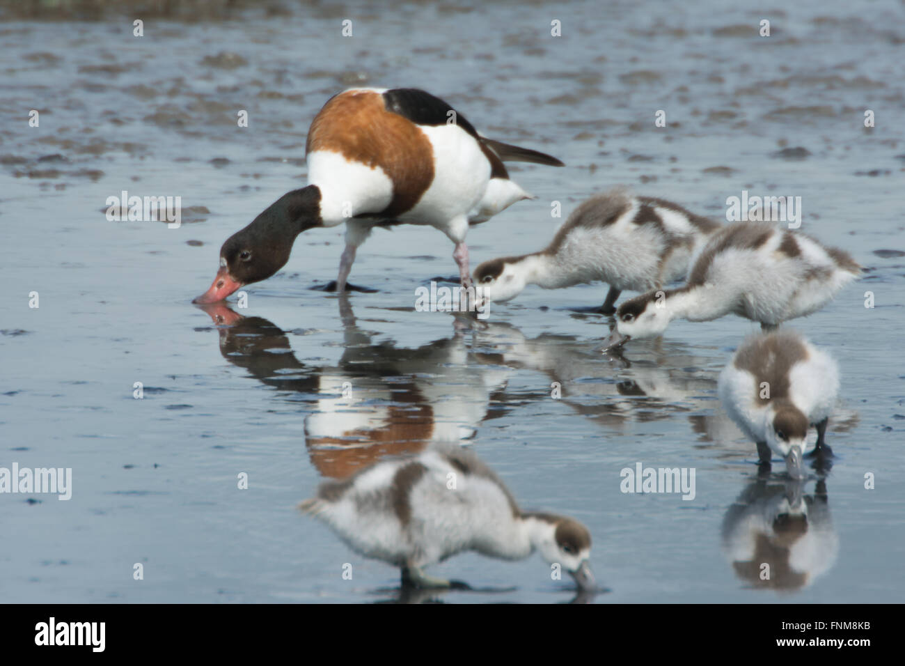 baby ducks feeding in the water Stock Photo - Alamy