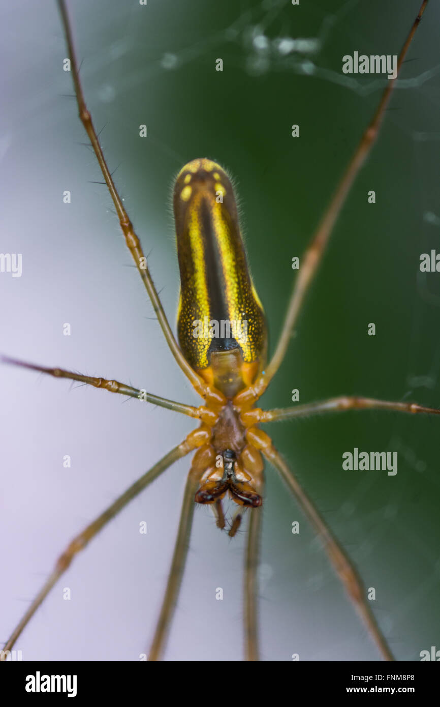 spider in web closeup Stock Photo - Alamy