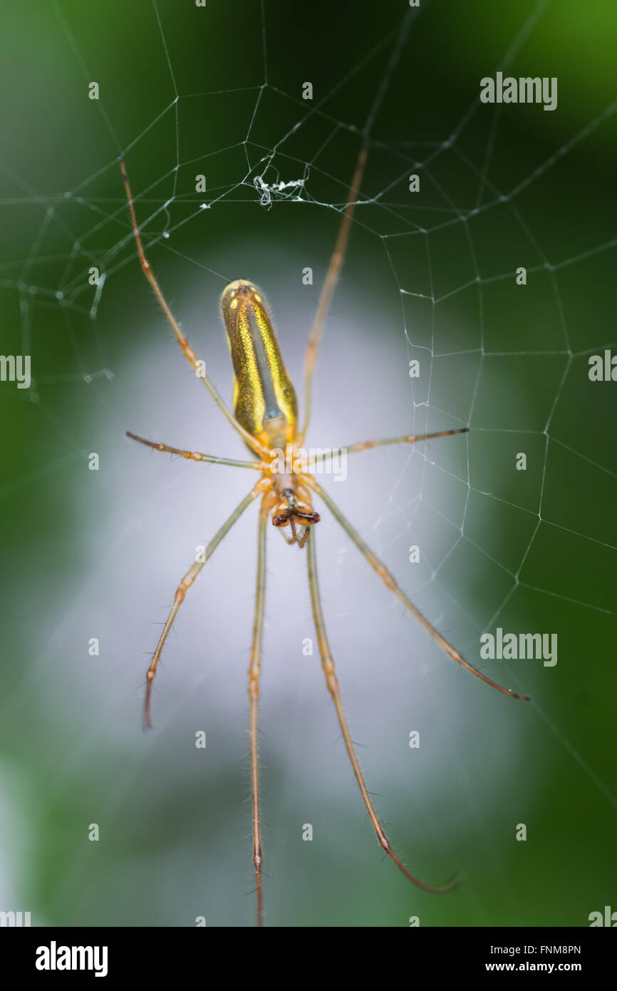 spider in web closeup Stock Photo - Alamy