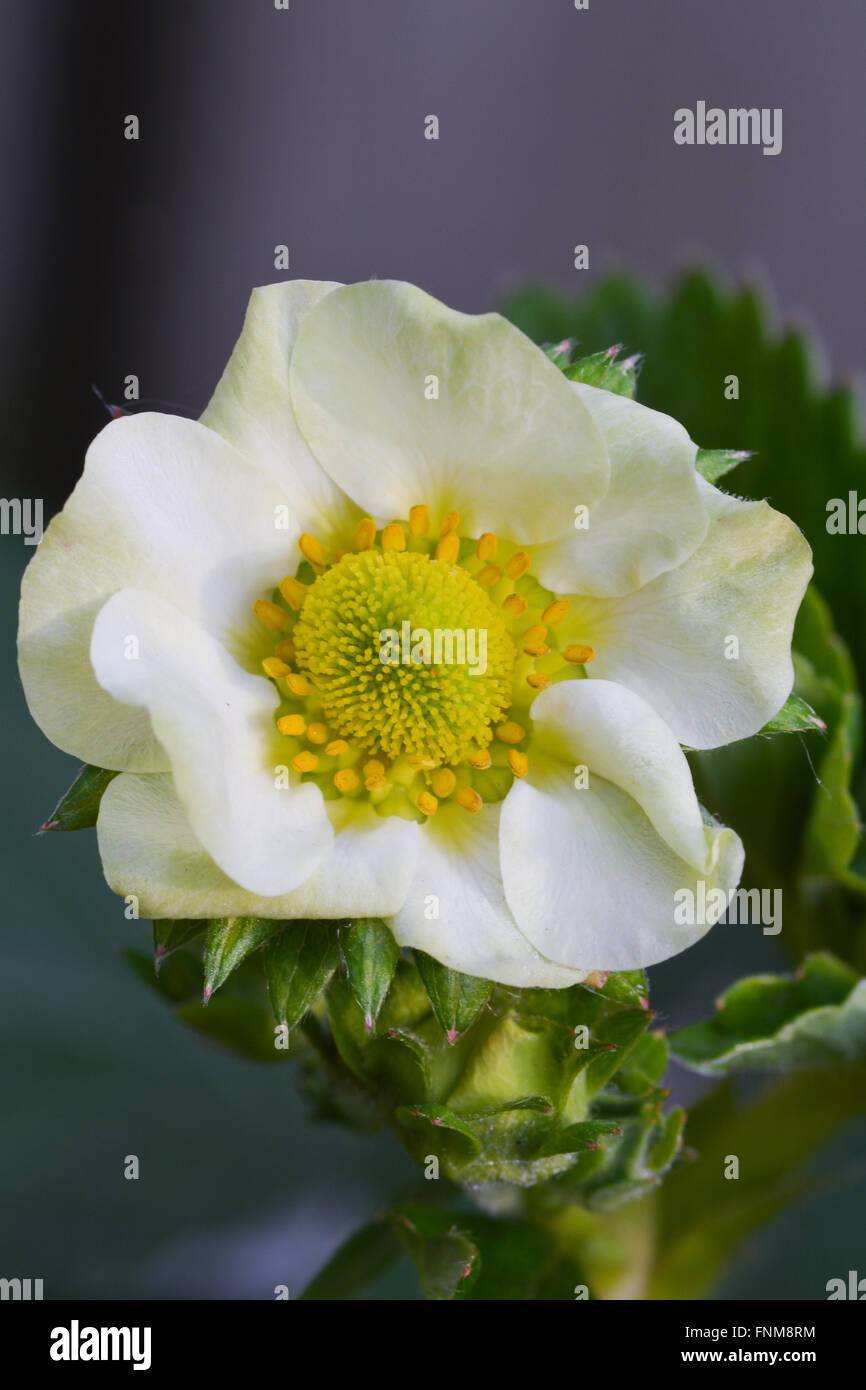 closeup strawberry blossom Stock Photo - Alamy