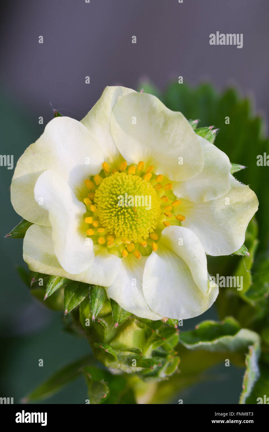 closeup strawberry blossom Stock Photo - Alamy