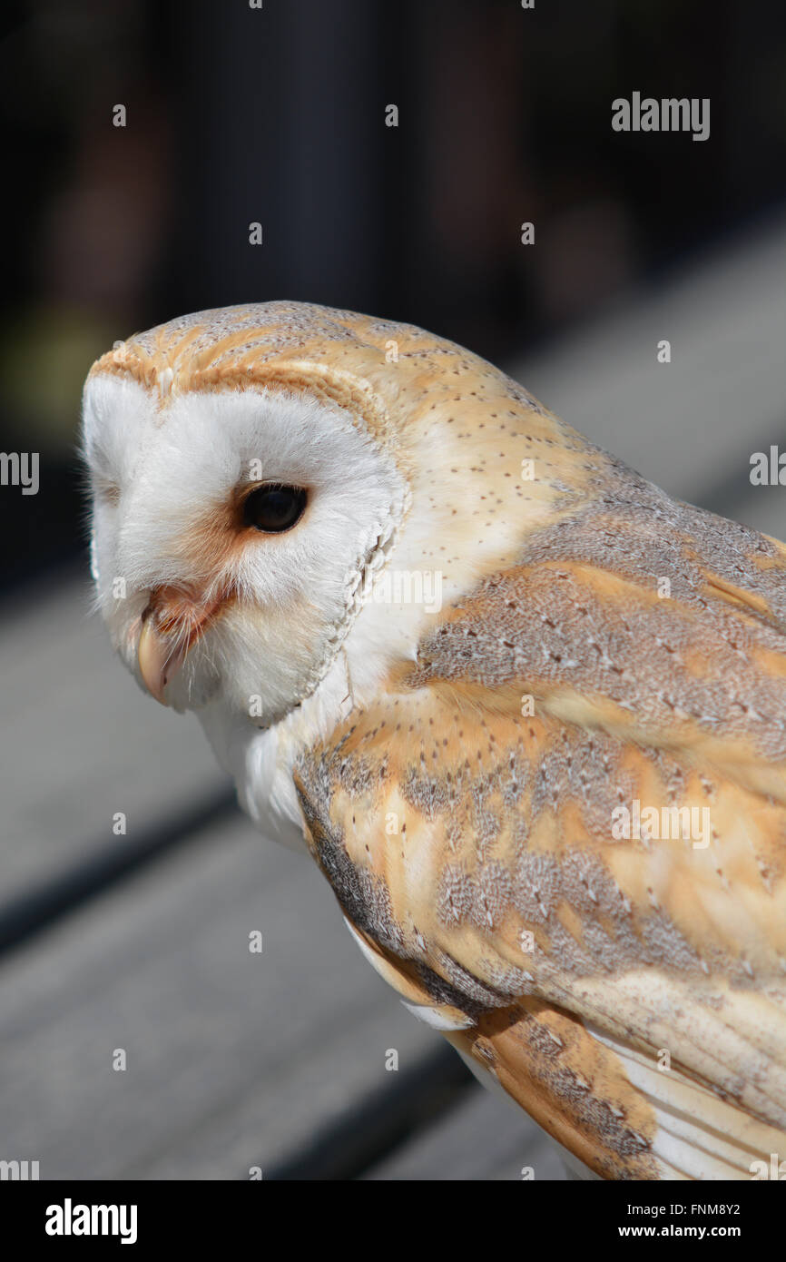 Church owl hi-res stock photography and images - Alamy