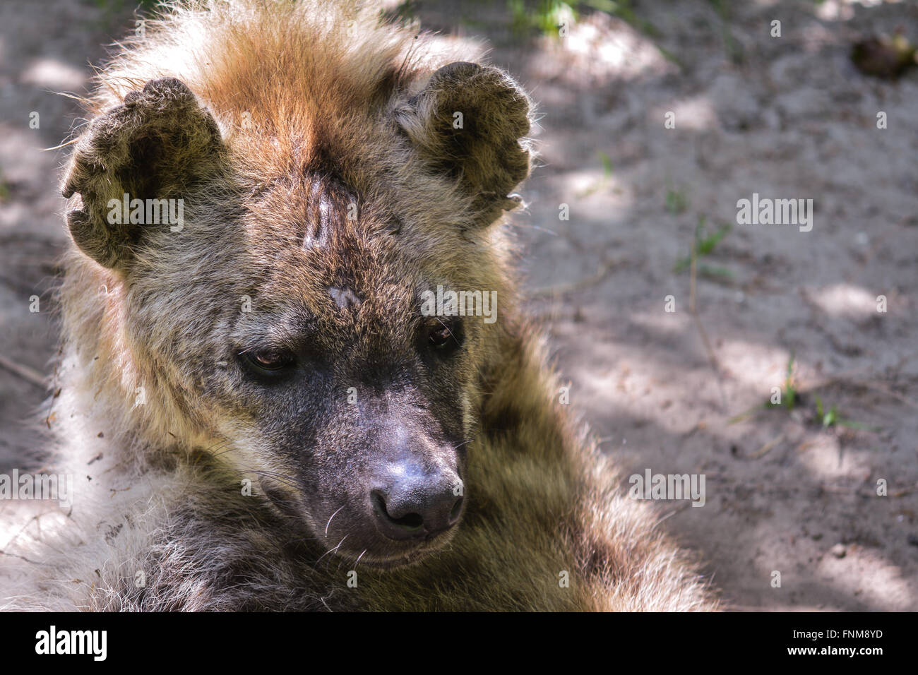 Hyena lying on ground Stock Photo - Alamy