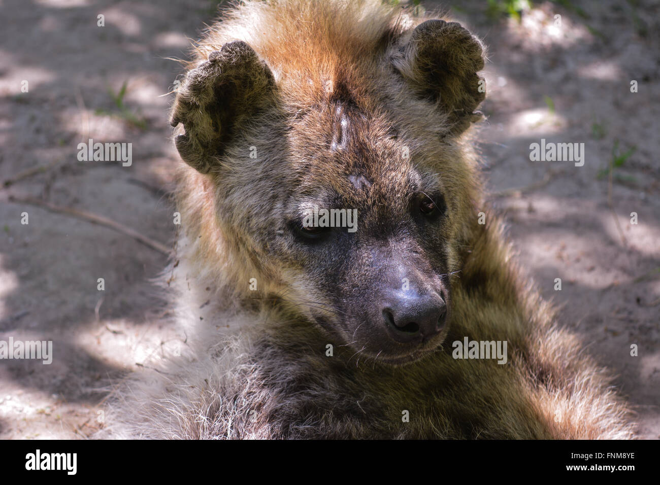 Hyena lying on ground Stock Photo - Alamy