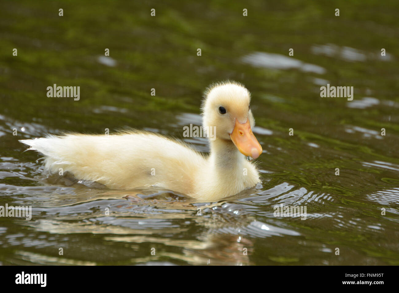duckling swimming in water on a sunny day Stock Photo - Alamy