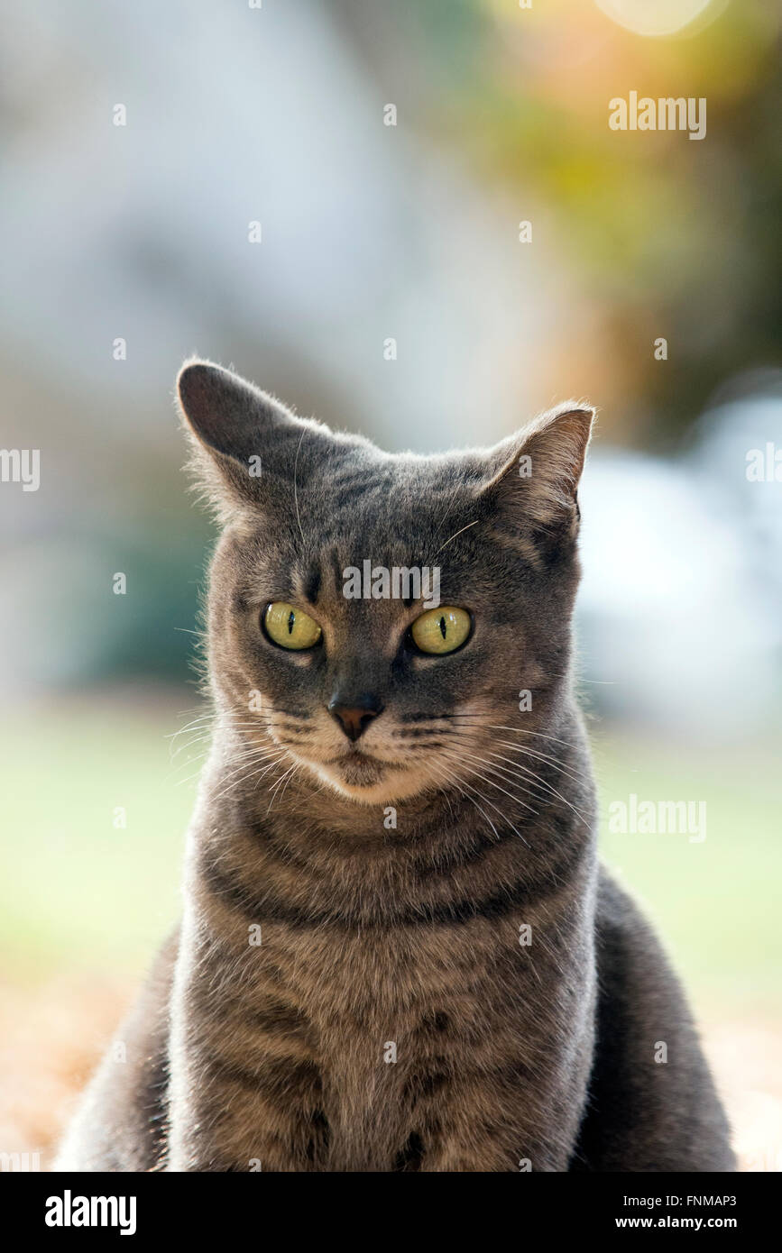 Angry looking cat breed hi-res stock photography and images - Alamy