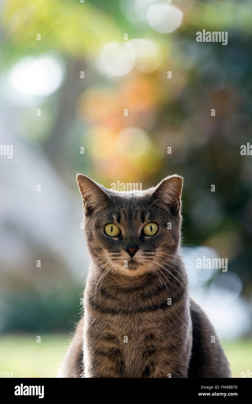 Feral cat face hi-res stock photography and images - Alamy