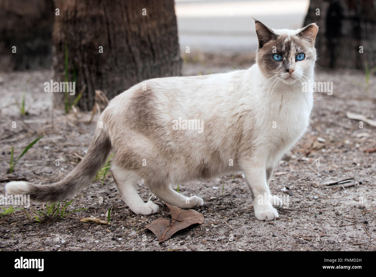 Cat with clipped ear hi-res stock photography and images - Alamy