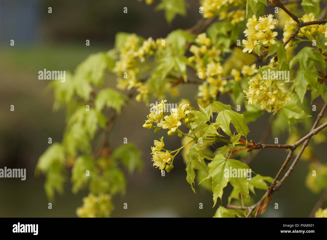 Maple syrup tree hi-res stock photography and images - Alamy