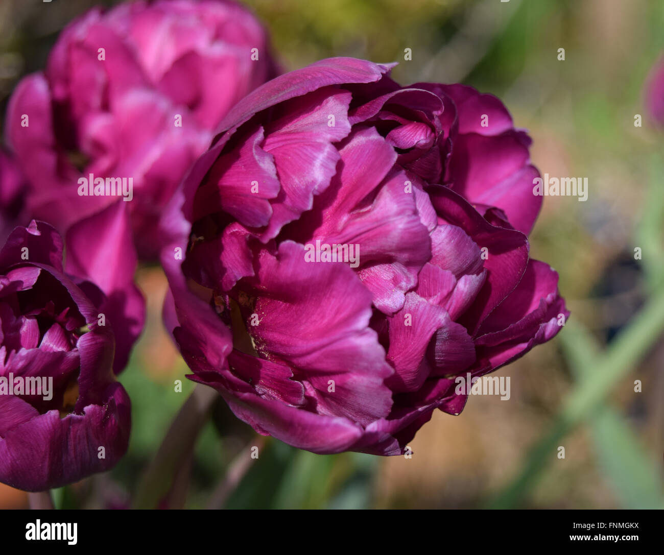 Mariola hi-res stock photography and images - Alamy