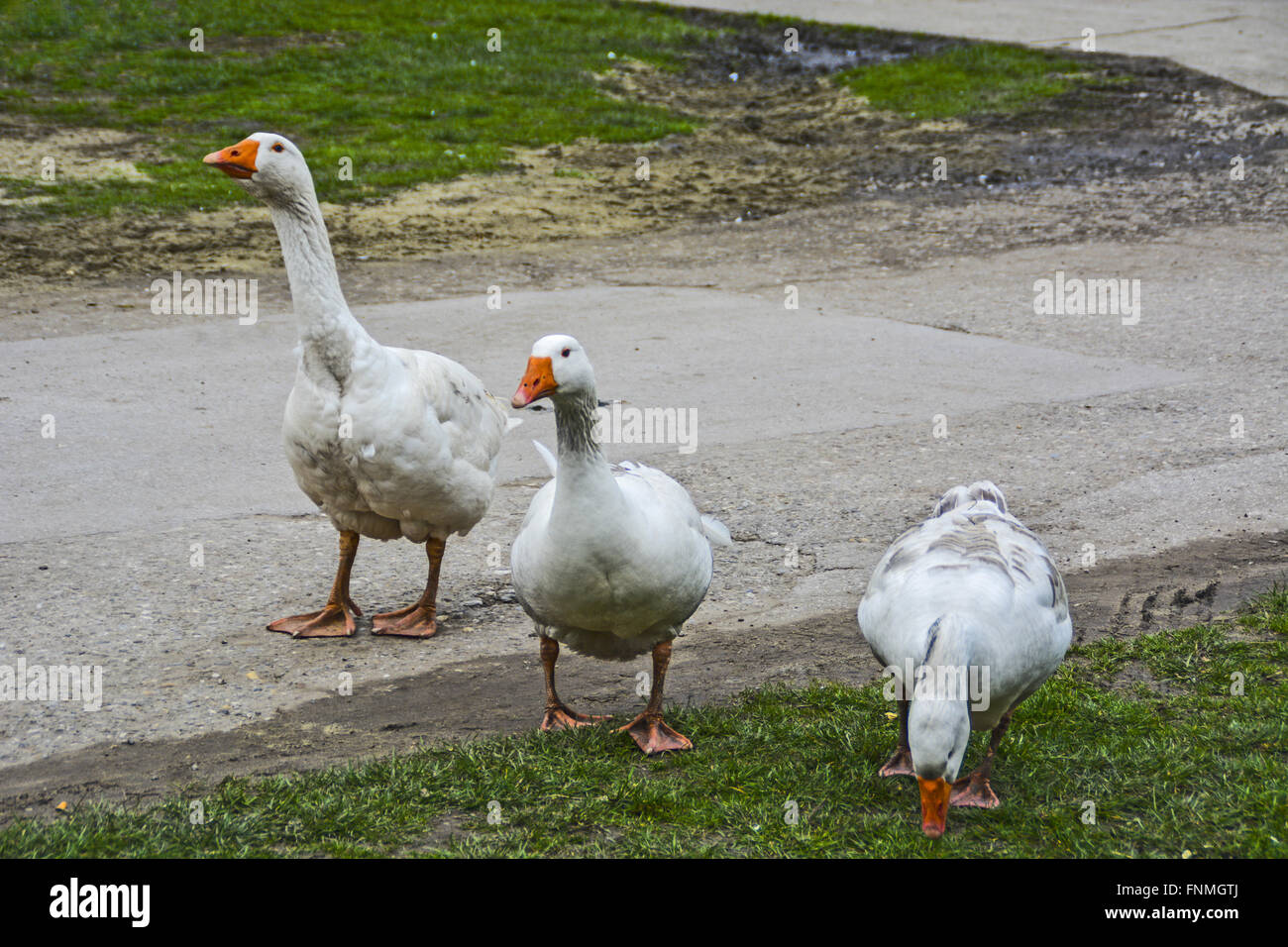 Group of domestic geese walking down the street Stock Photo - Alamy