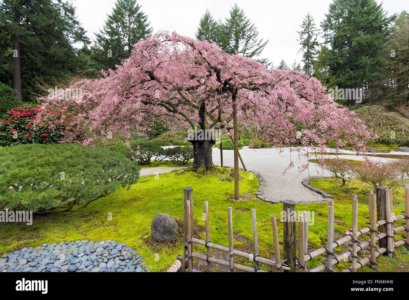 The Pink Cherry Blossom Tree in Bloom at the Japanese Garden in Spring ...