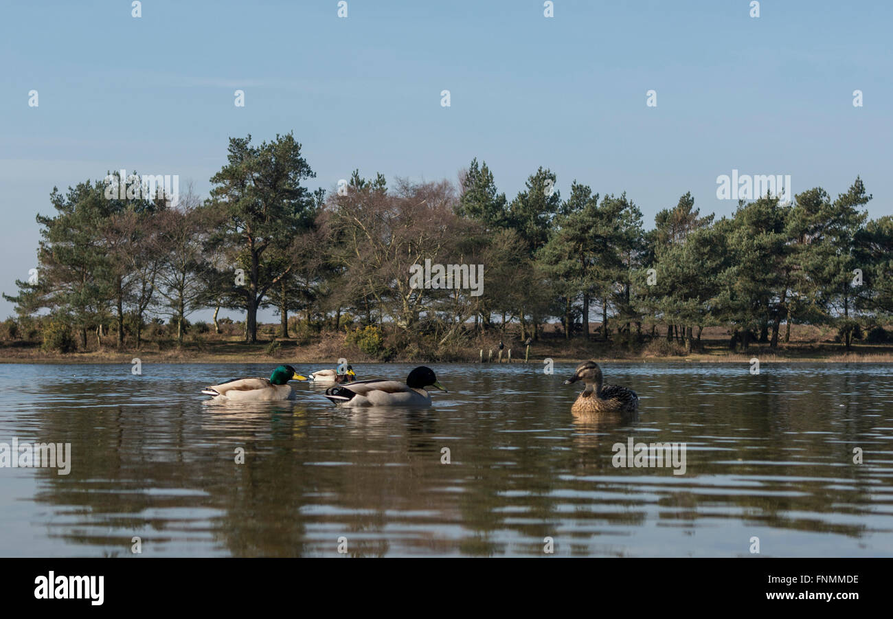 Lake ducks in forest hi-res stock photography and images - Alamy