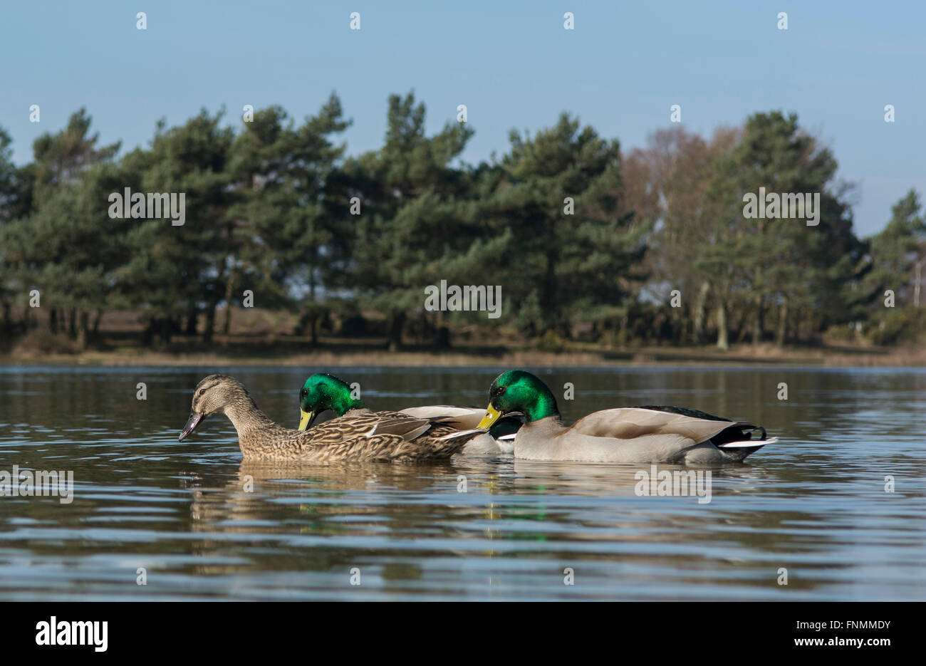 Trio of Ducks Stock Photo - Alamy