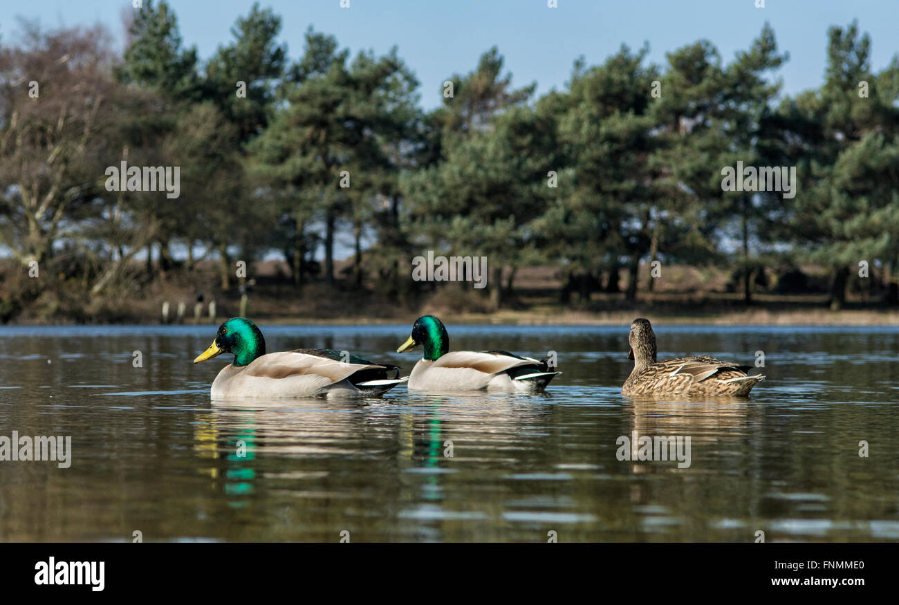 Three ducks on lake Stock Photo - Alamy