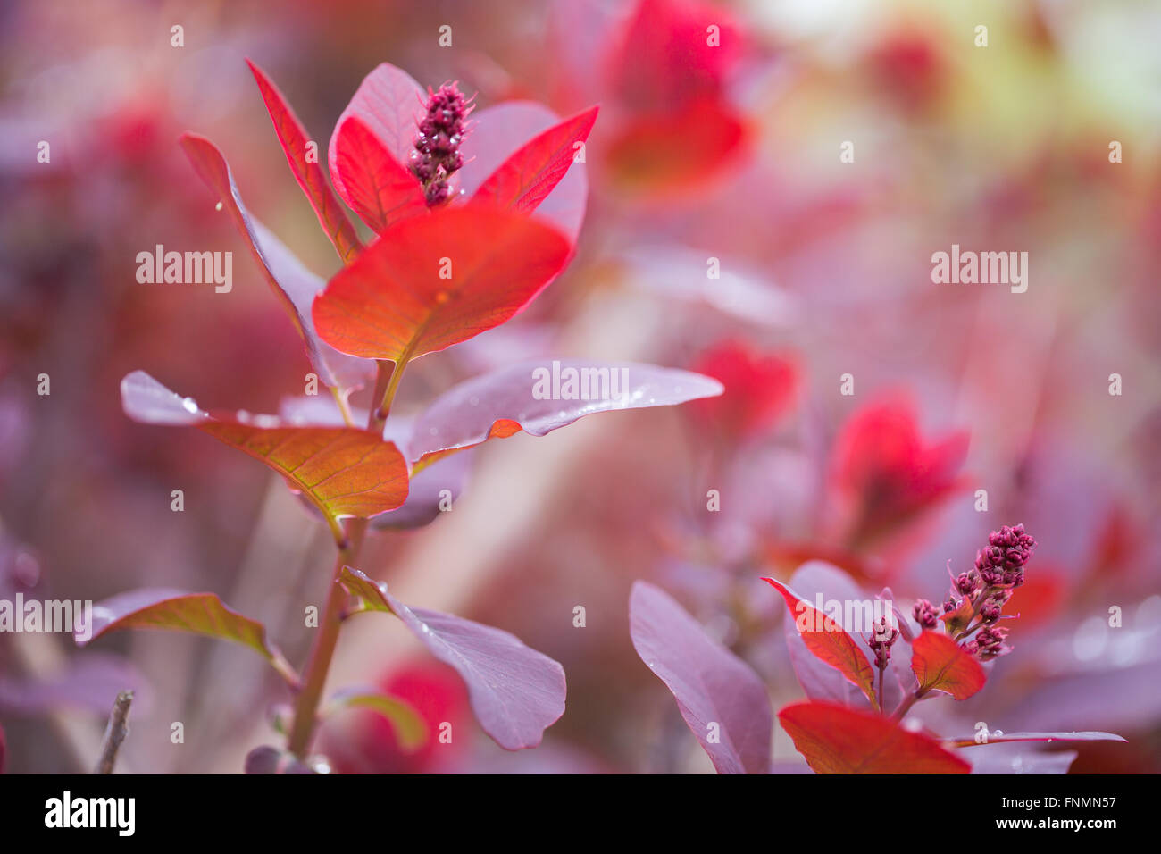 Photinia red robin beautiful hi-res stock photography and images - Alamy