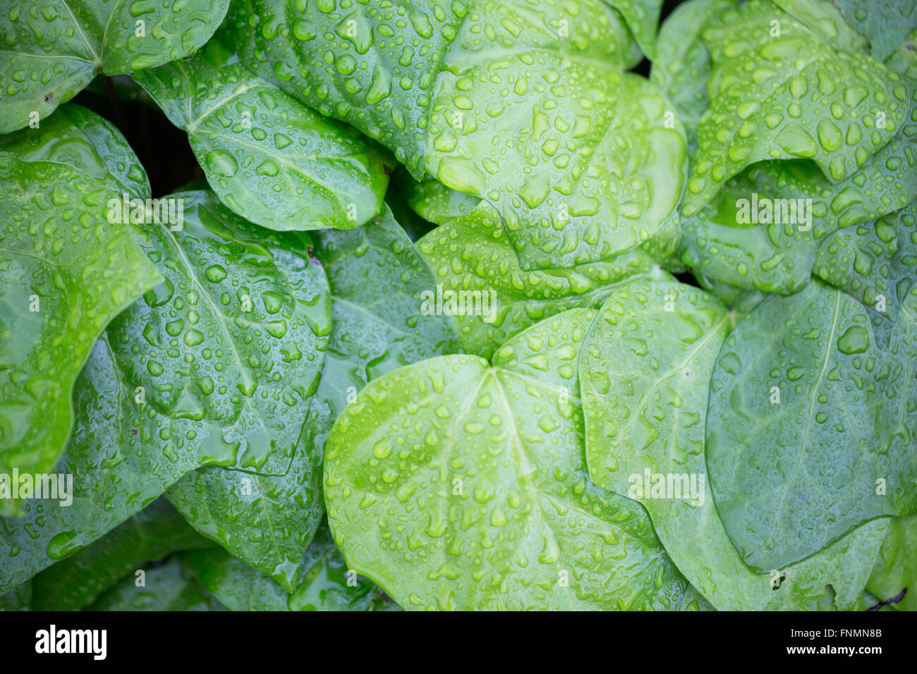 English ivy ground cover hi-res stock photography and images - Alamy