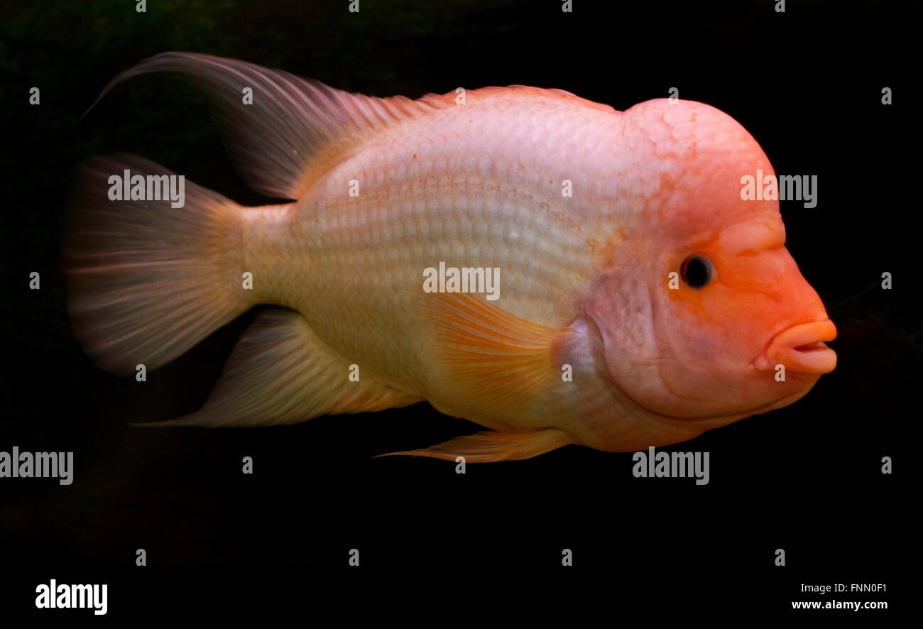Amphilophus Citrinellus, Red Devil cichlid Stock Photo - Alamy