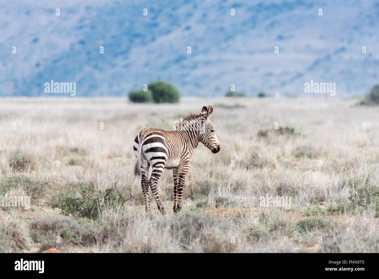 A young mountain zebra, Equus zebra zebra, in the Mountain Zebra ...