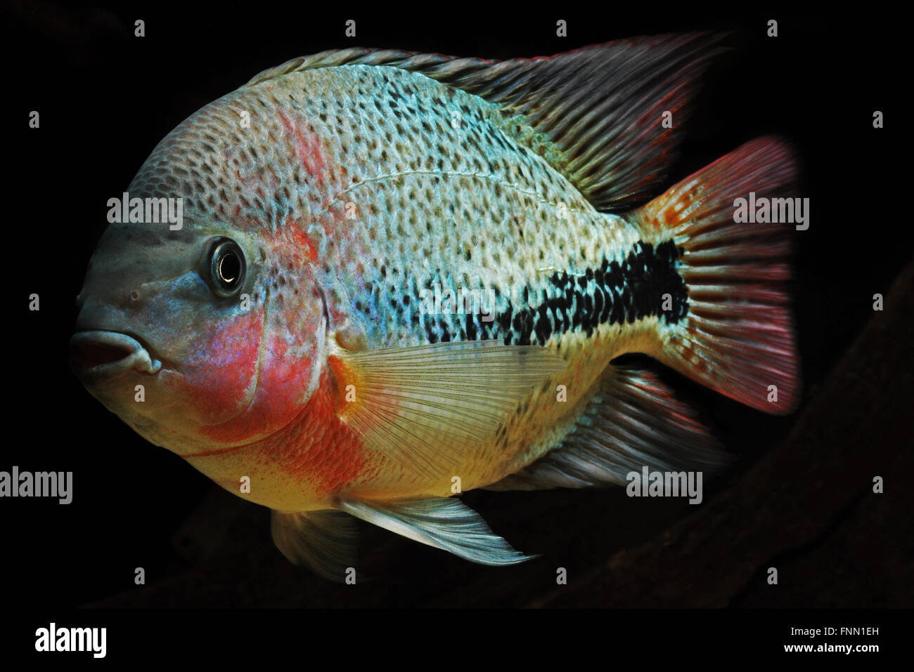 Vieja Coatzacoalcos, paratheraps Stock Photo - Alamy