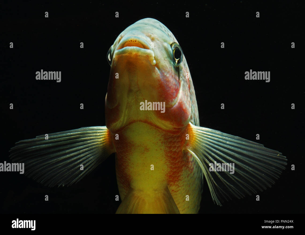 Vieja Coatzacoalcos, paratheraps, cichlid Stock Photo - Alamy