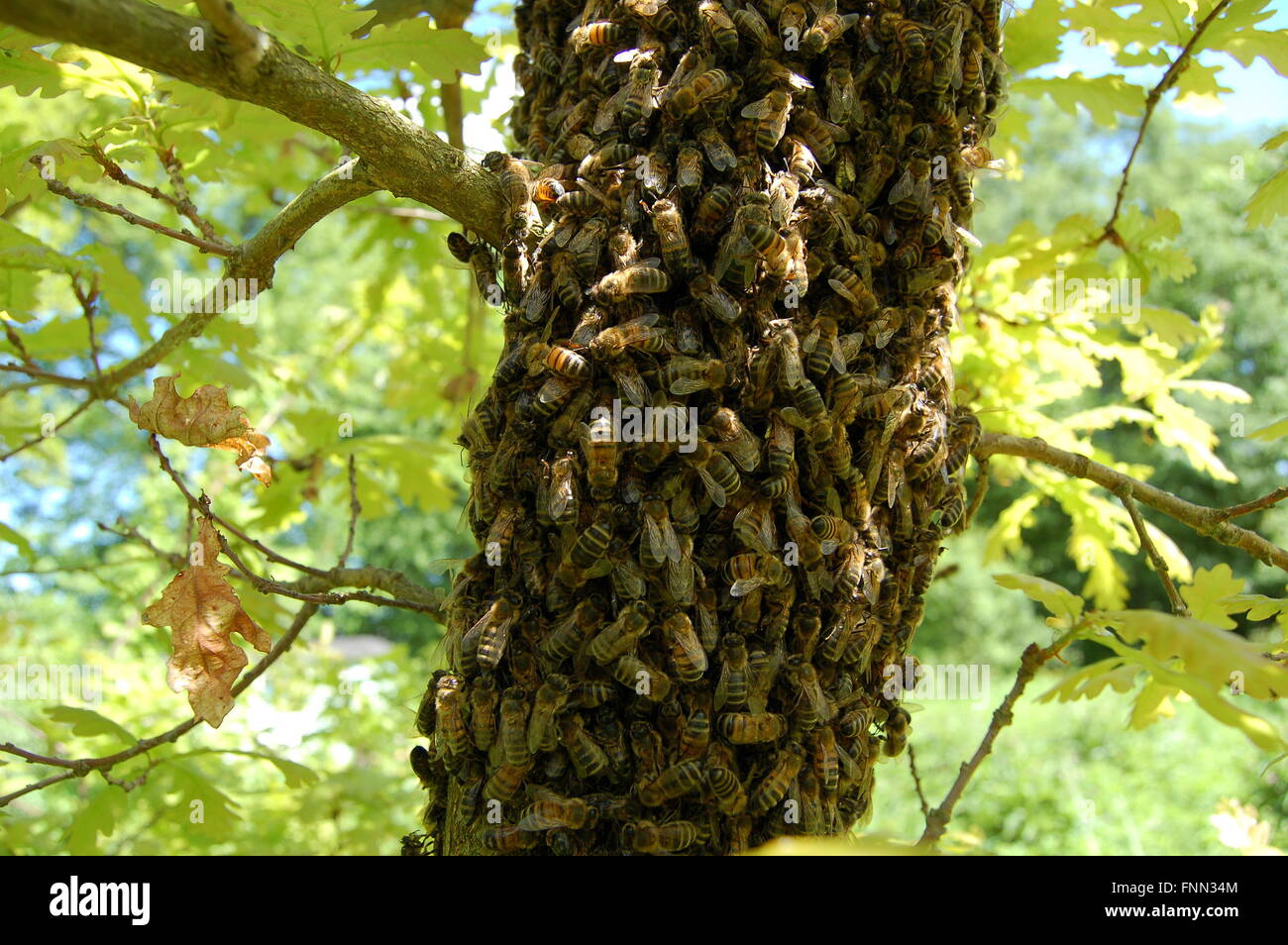 Oak tree bee hi-res stock photography and images - Alamy