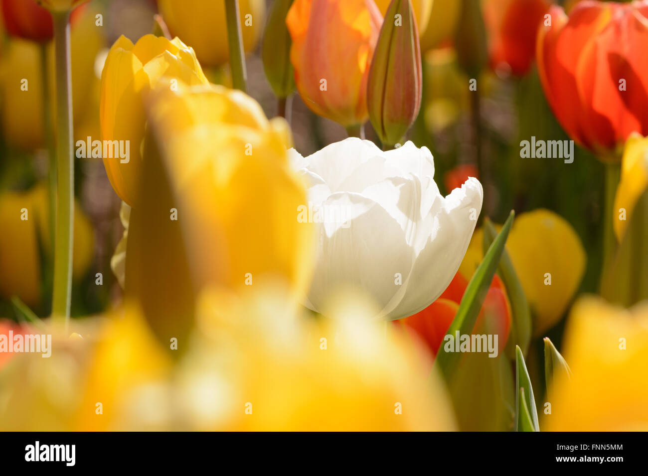 Stand out -- A Perfect White Tulip Stands in contrast to the sea of ...