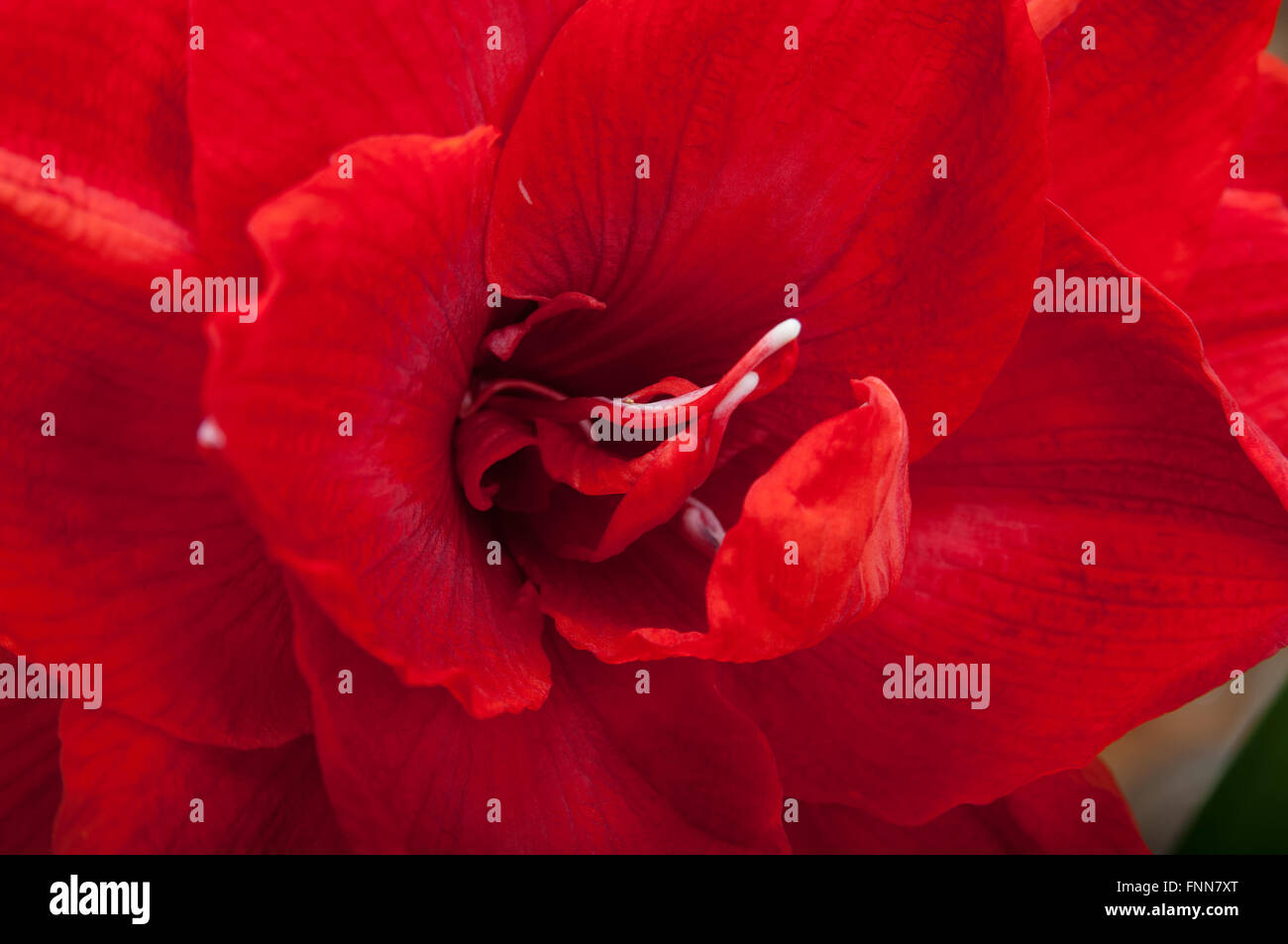 Amaryllis leaf hi-res stock photography and images - Alamy
