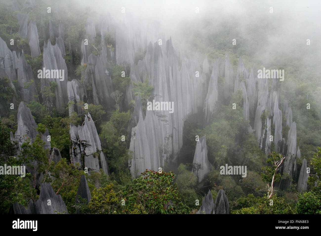 A pinnacles view of the Borneo (Malaysia Stock Photo - Alamy