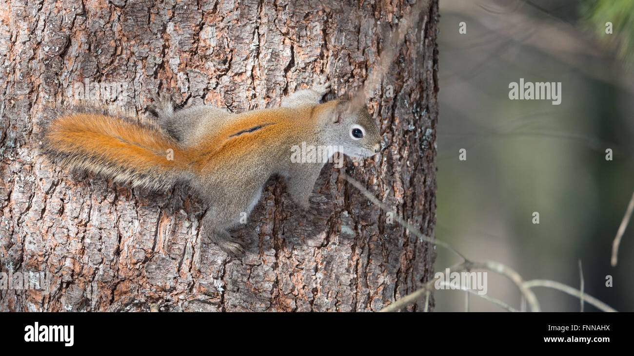 Fiery orange Springtime Red squirrel, full length on a tree. Quick ...
