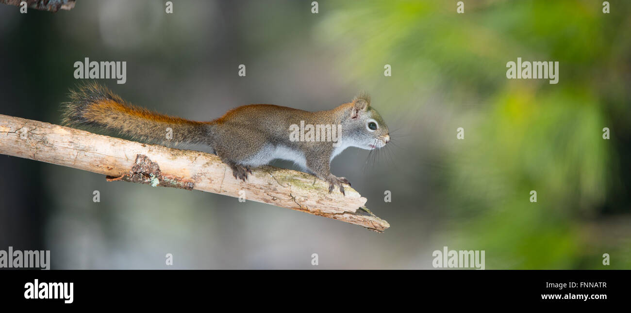 Fiery orange Springtime Red squirrel, full length on a branch of a ...