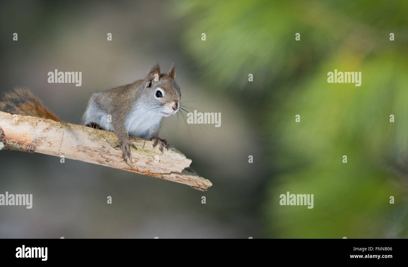 Springtime Red squirrel, quick little woodland creature pauses only for ...