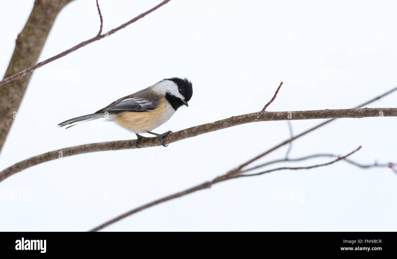 Black cap bird hi-res stock photography and images - Alamy