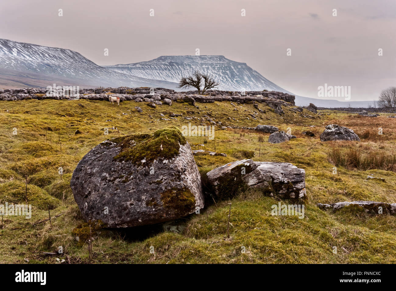 A Winter view of Ingleborough hill, Ingleton, North Yorkshire, UK Stock ...