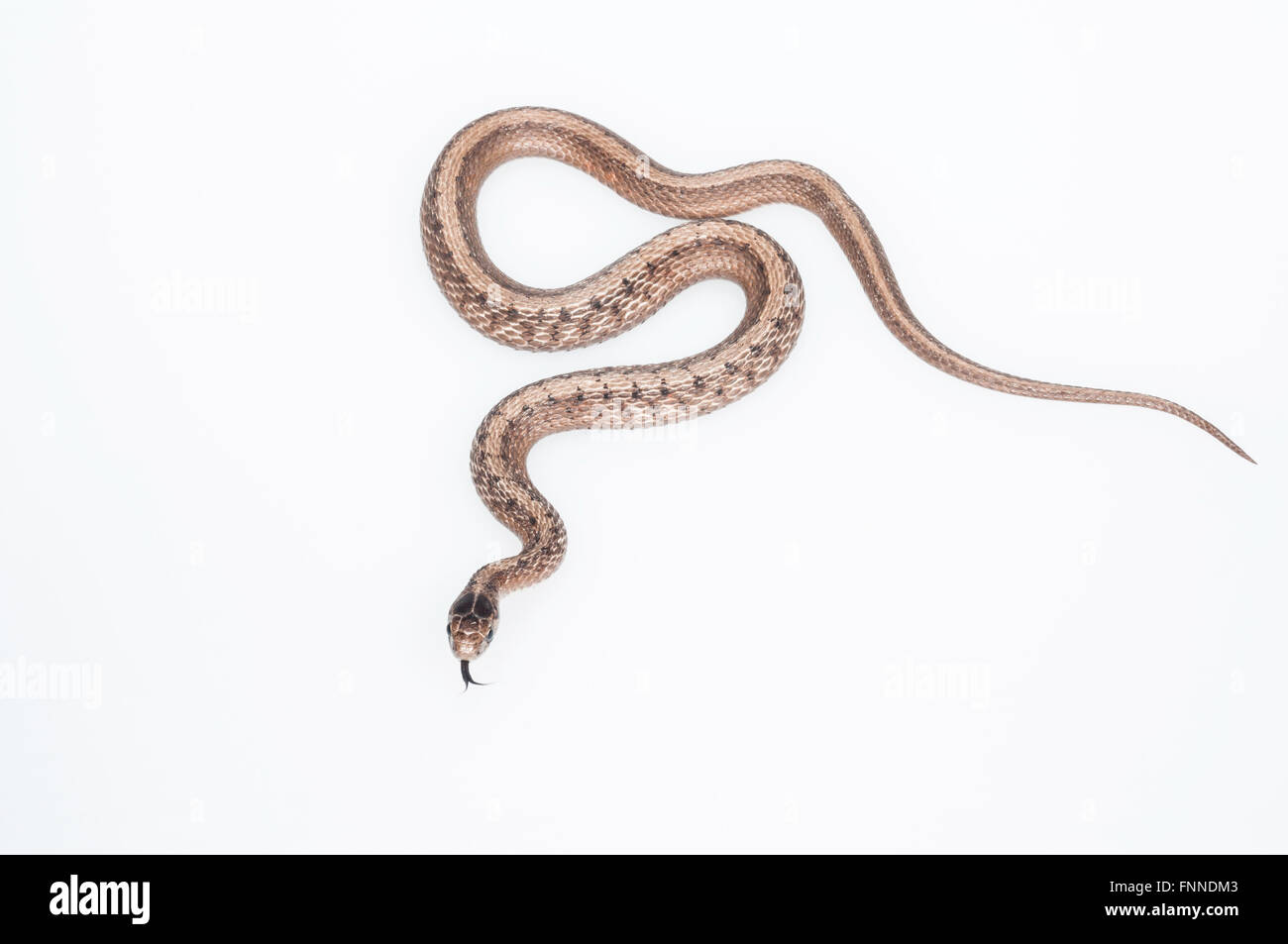 Midland little brown snake, Storeria dekayi wrightorum, native from ...