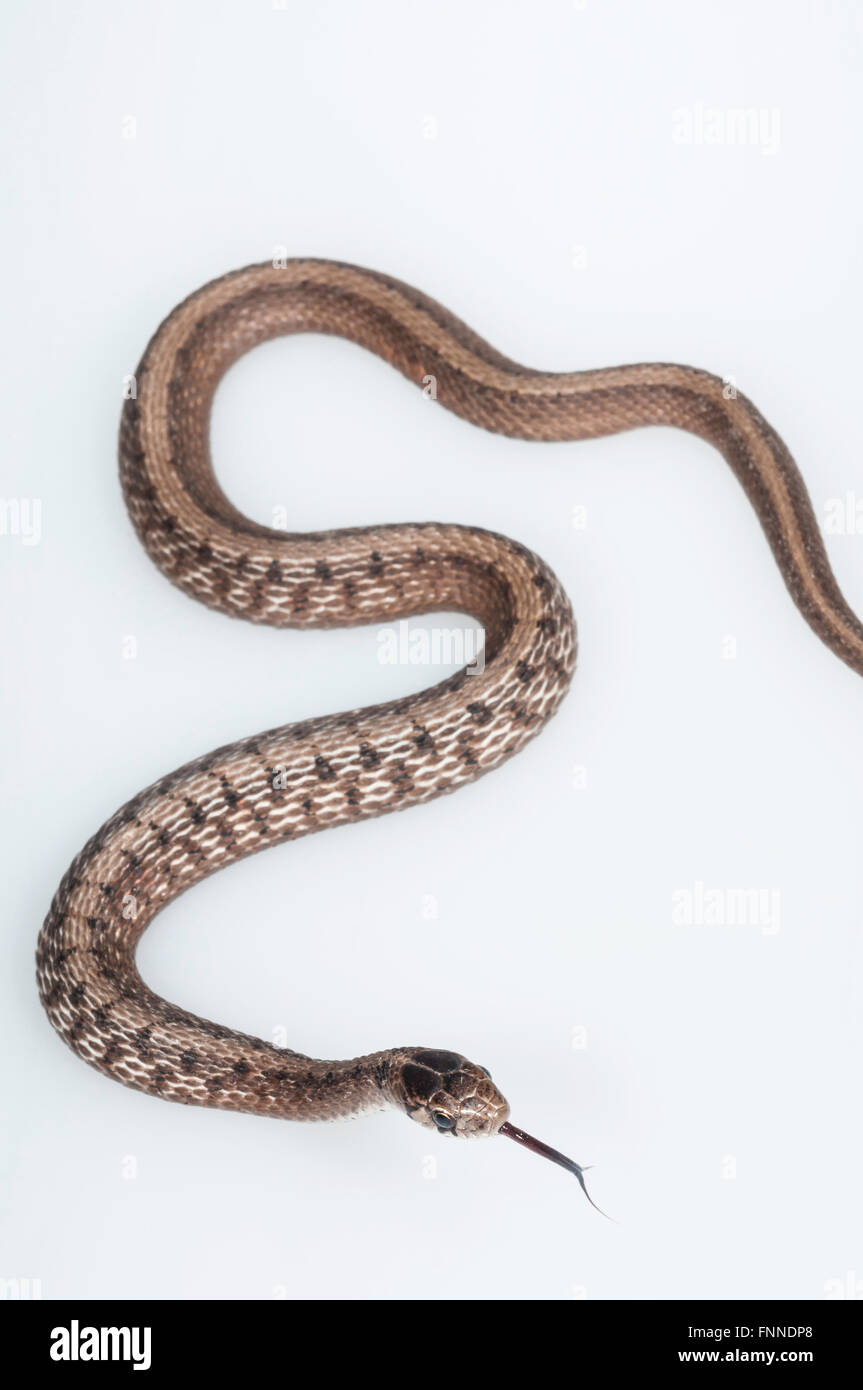 Midland little brown snake, Storeria dekayi wrightorum, native from ...