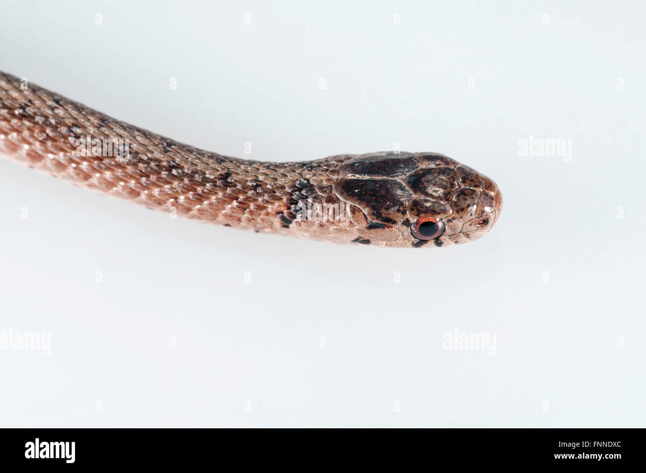 Non venomous snake native to eastern north america hi-res stock ...