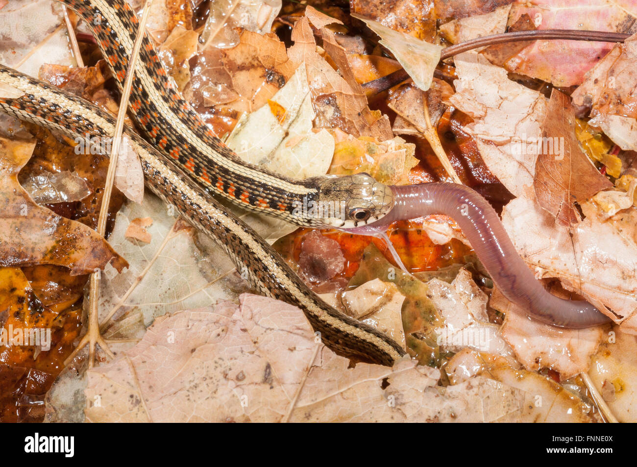 Red-sided garter snake, Thamnophis sirtalis parietalis; native to North ...