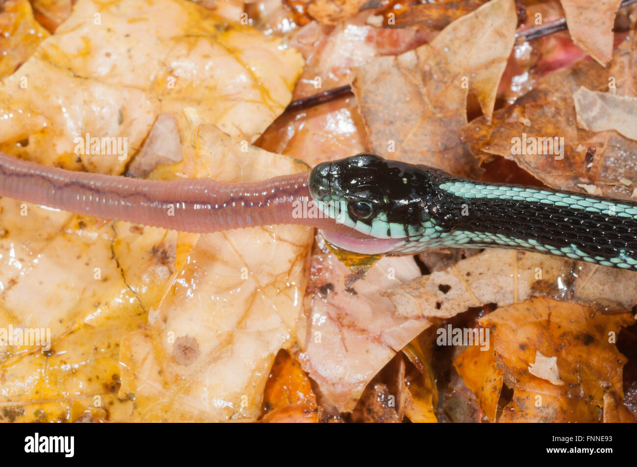 Puget Sound garter snake, Thamnophis sirtalis pickeringii; native to NW ...
