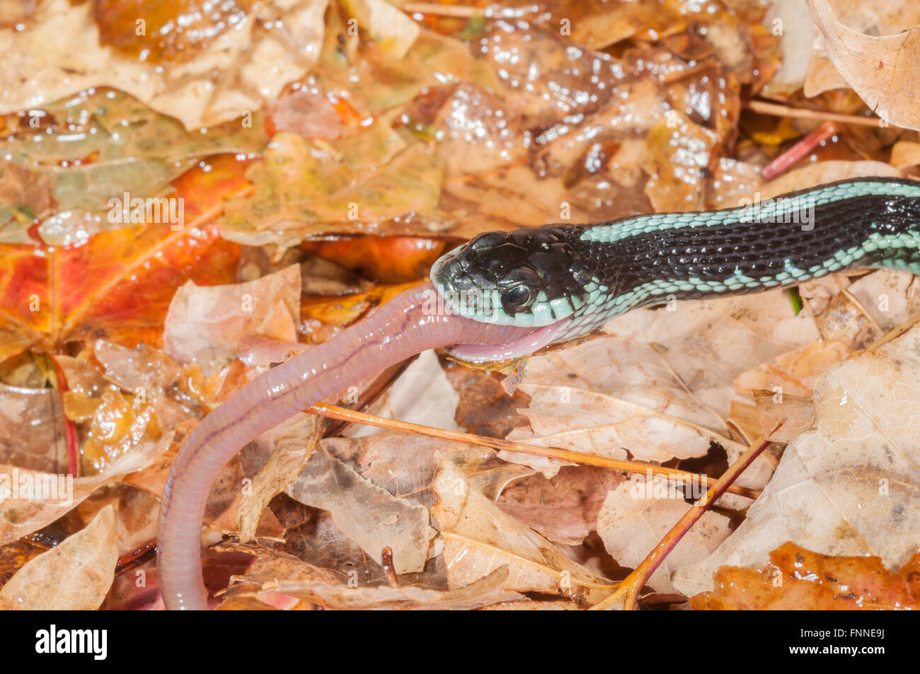 Puget Sound garter snake, Thamnophis sirtalis pickeringii; native to NW ...