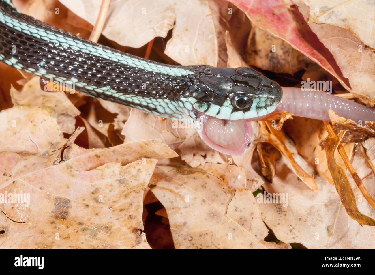 Puget Sound garter snake, Thamnophis sirtalis pickeringii; native to NW ...