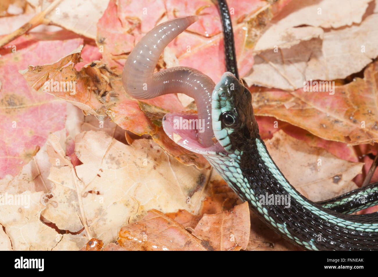 Puget Sound garter snake, Thamnophis sirtalis pickeringii; native to NW ...