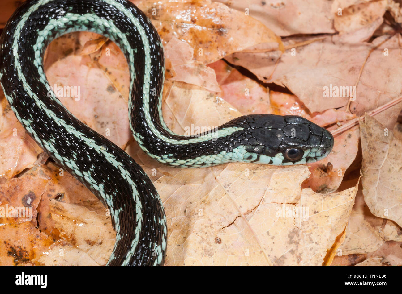 Puget Sound Garter Snake
