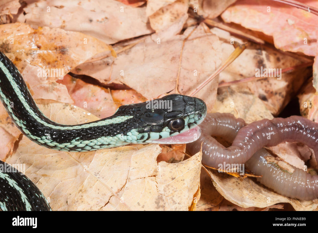 Puget Sound garter snake, Thamnophis sirtalis pickeringii; native to NW ...