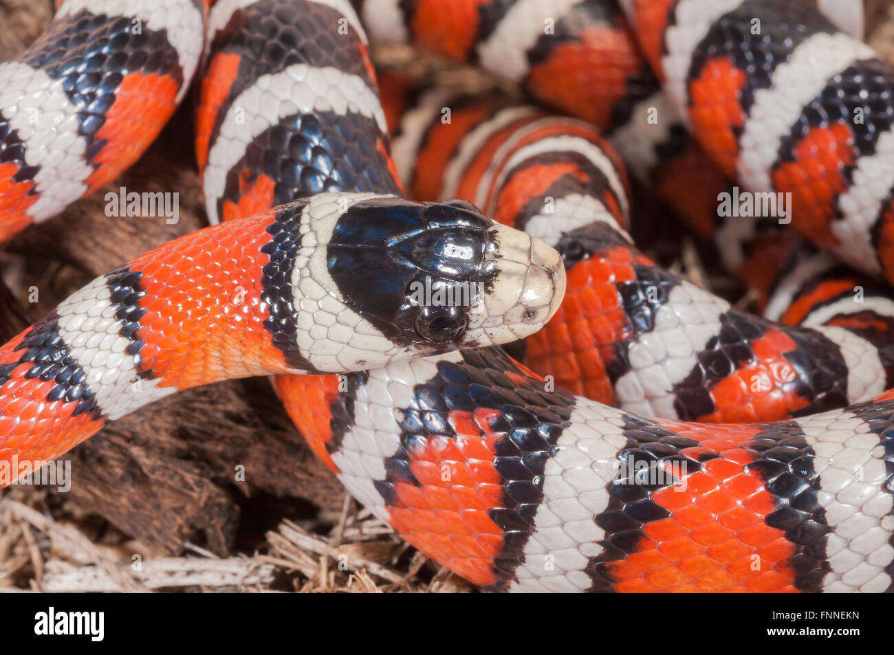 Arizona mountain kingsnake, Lampropeltis pyromelana pyromelana; native ...