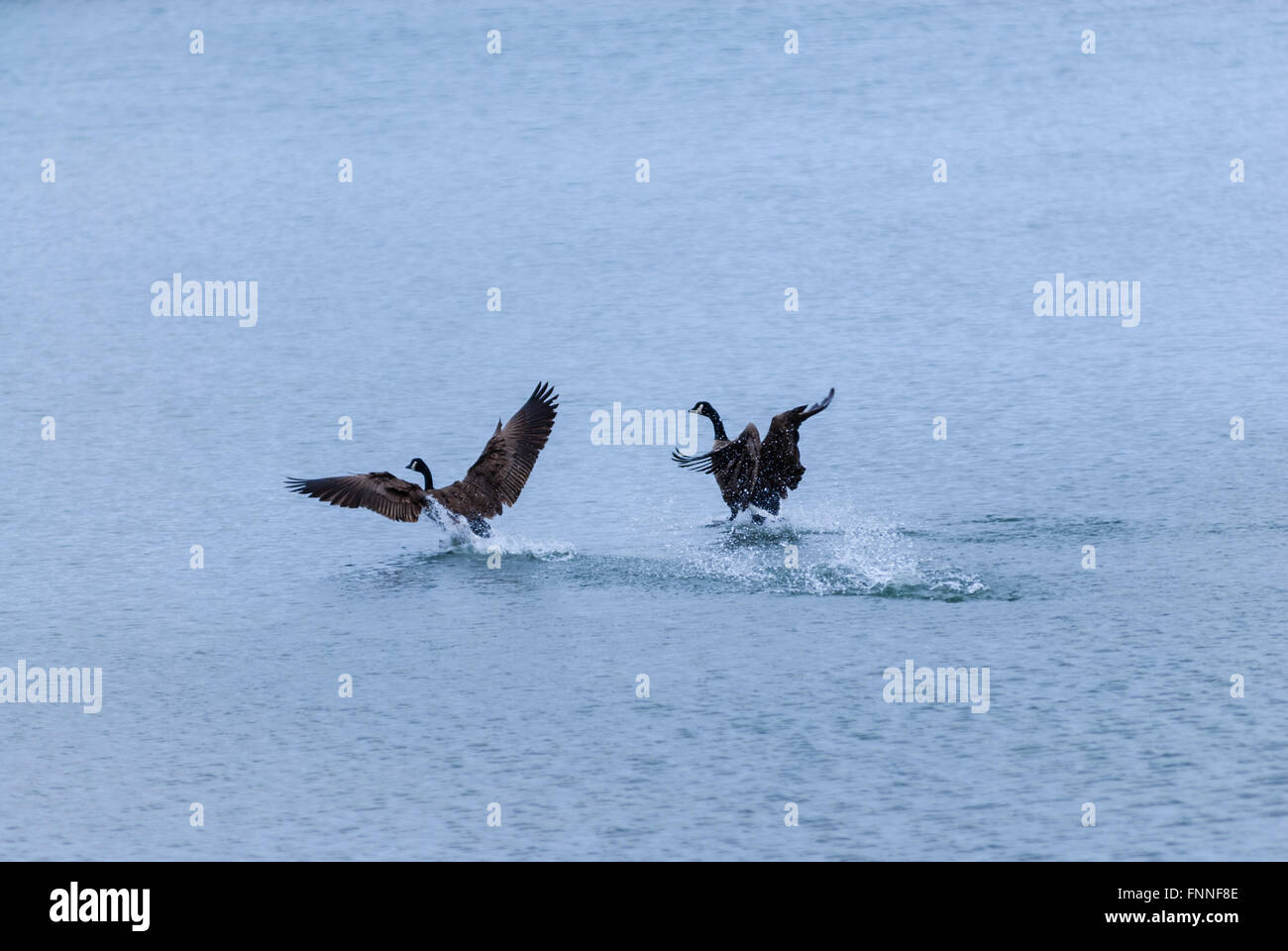 Canada geese landing on water hi-res stock photography and images - Alamy