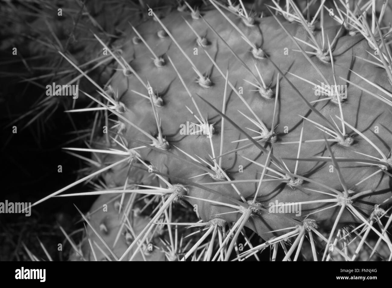 High contrast photo of a prickly pear cactus in black and white Stock ...