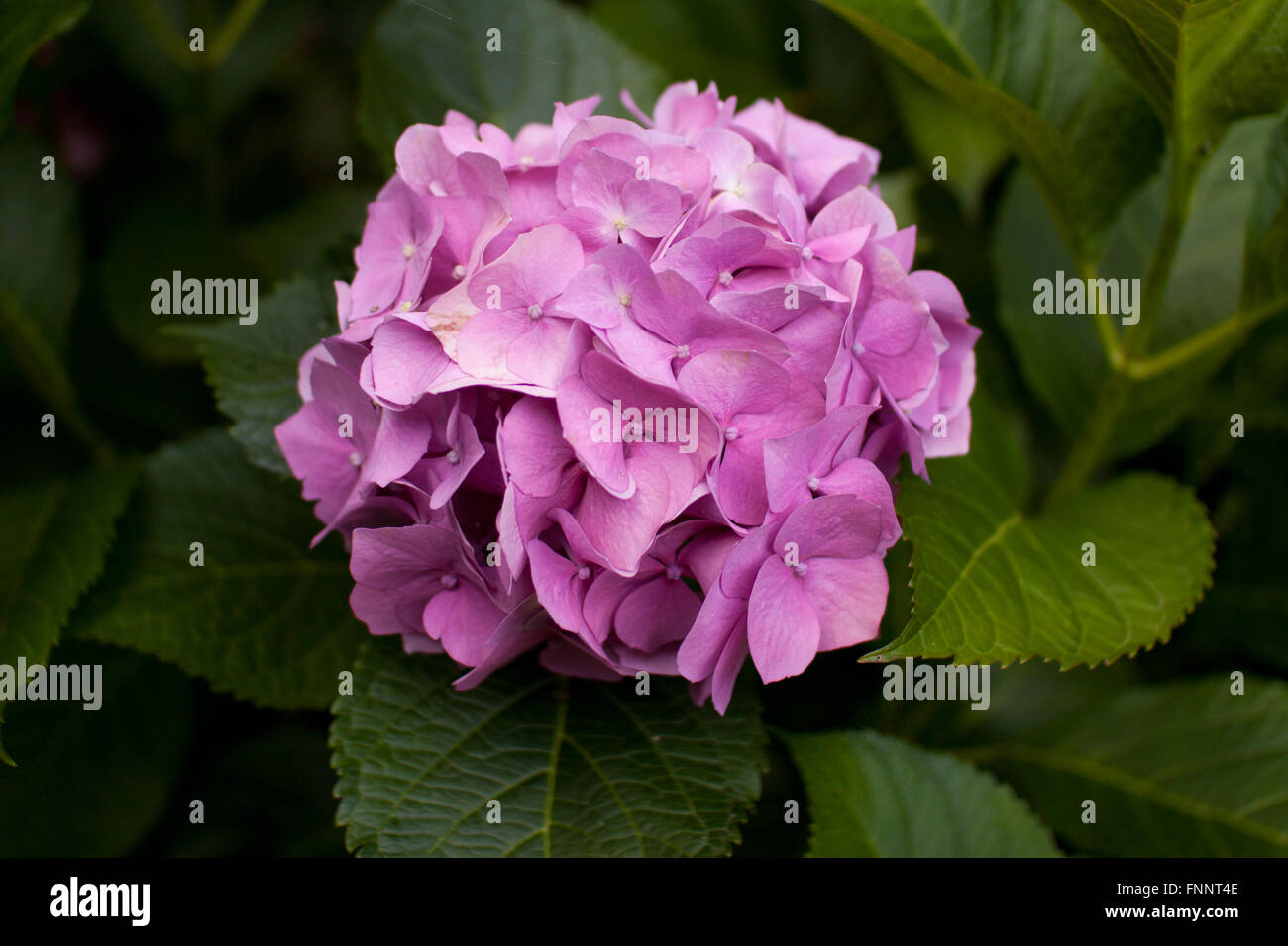 A gorgeous, perfect Hydrangea captured from my Aunt's garden, Australia ...