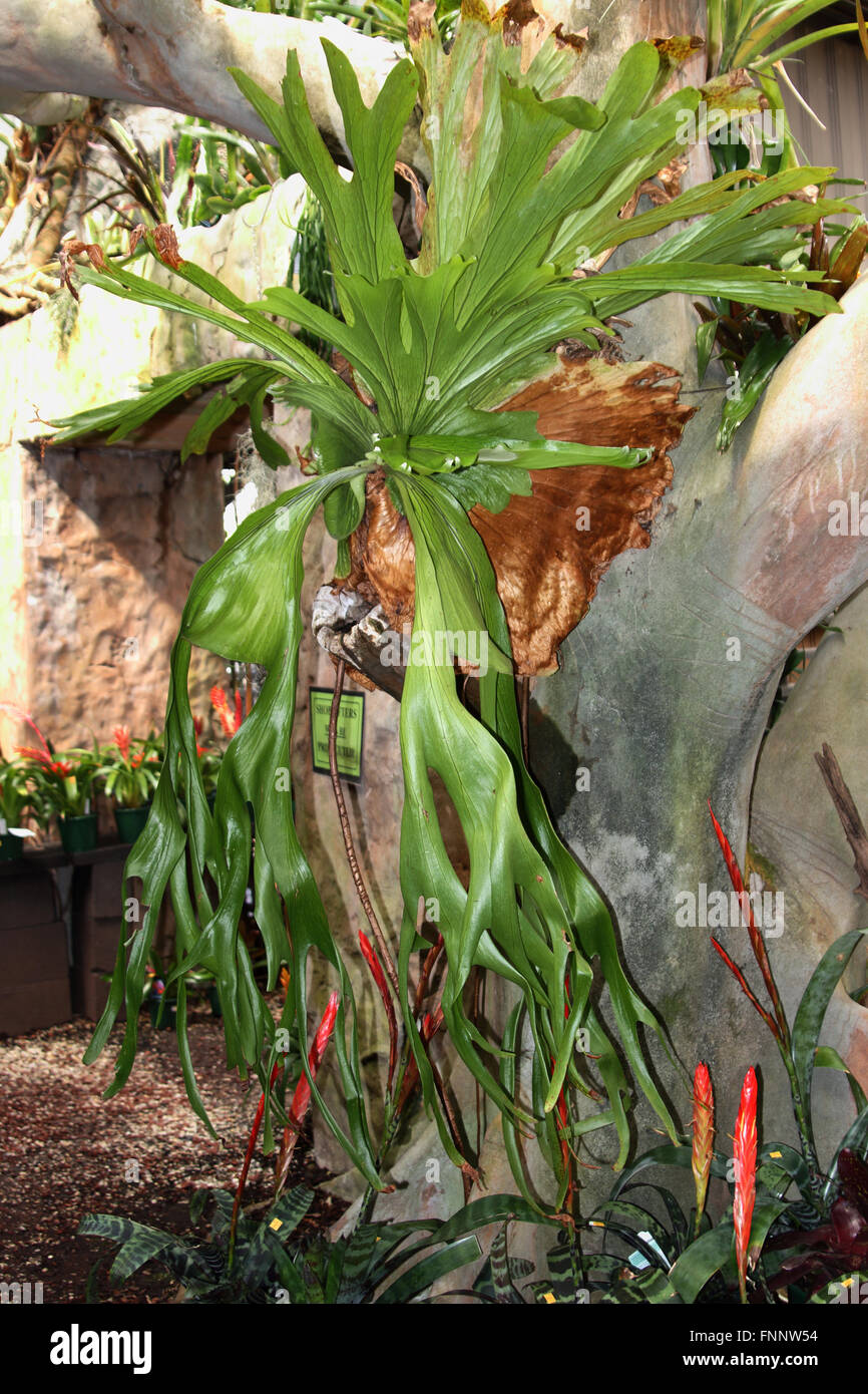 Platycerium superbum or also known as staghorn fern Stock Photo - Alamy